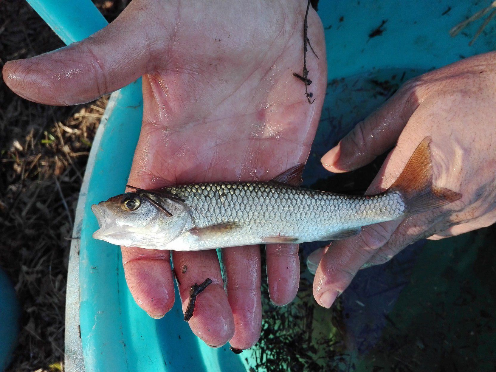 Squalius Squalus Bonaparte 1837